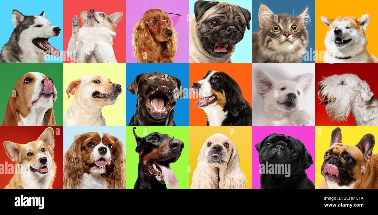 Happiness. Young dogs, pets collage. Cute doggies or pets are looking ...