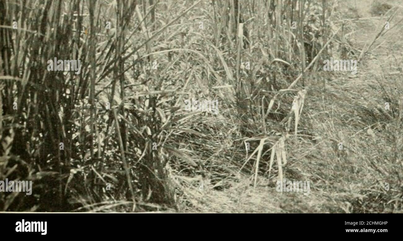. The book of grasses : an illustrated guide to the common grasses, and ...