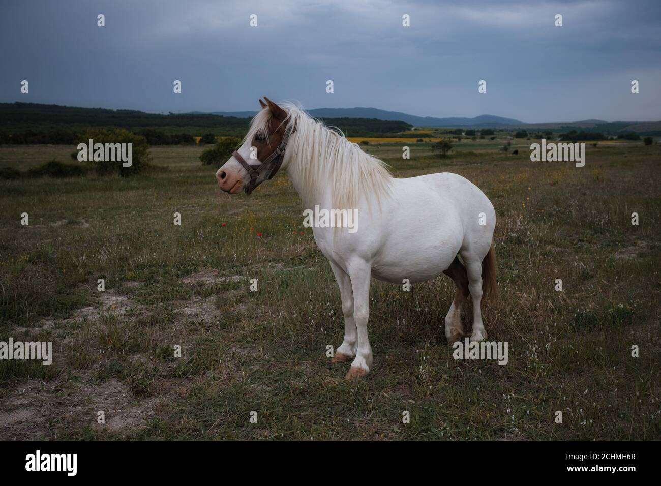 Beautiful white pony on the field in the village. Cloudy weather, calm ...