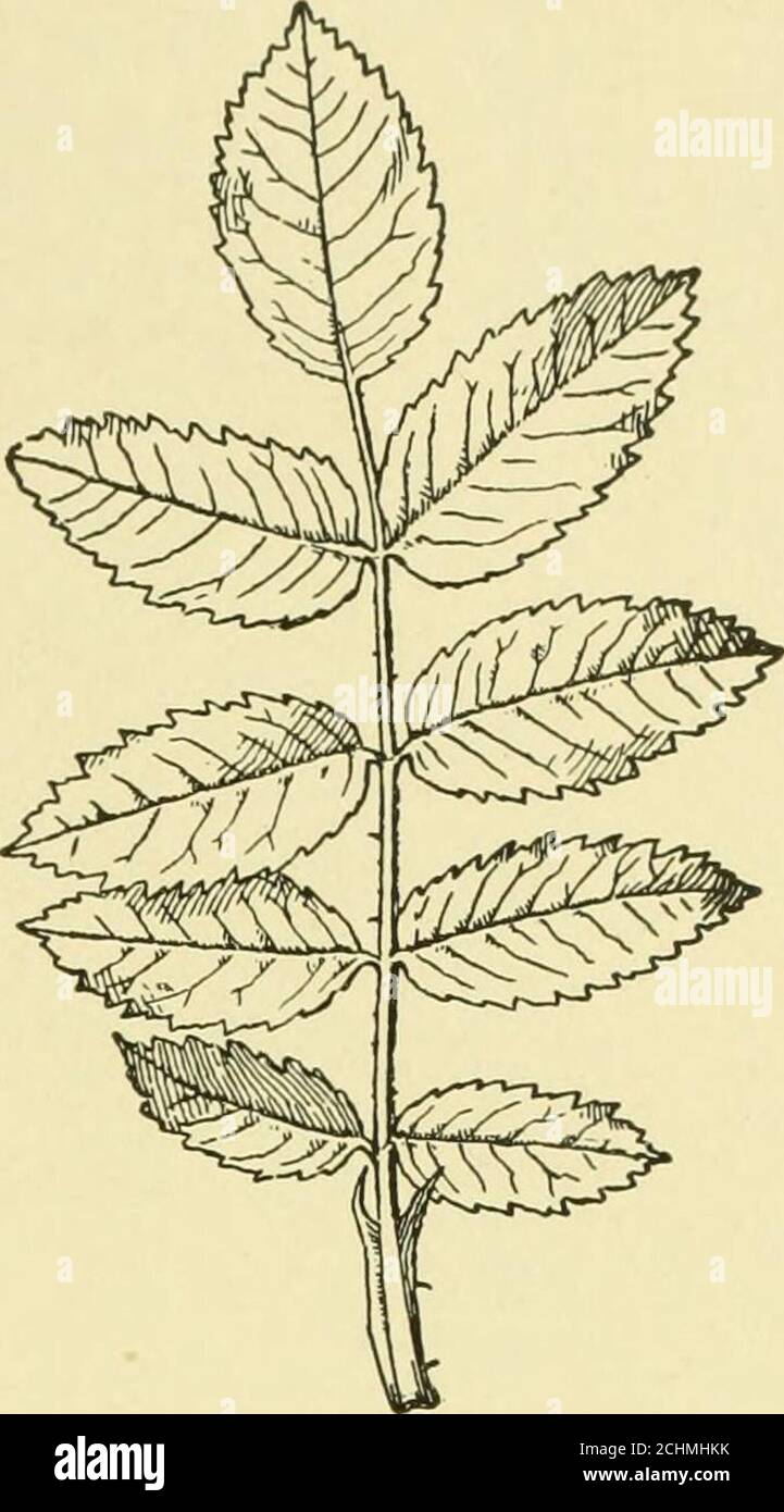 . Cyclopedia of American horticulture, comprising suggestions for ...