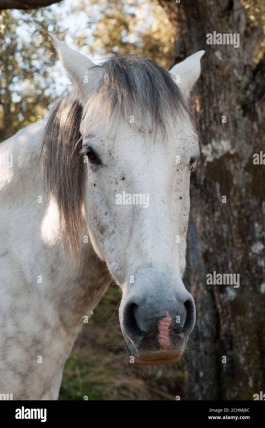 White mare hi-res stock photography and images - Alamy