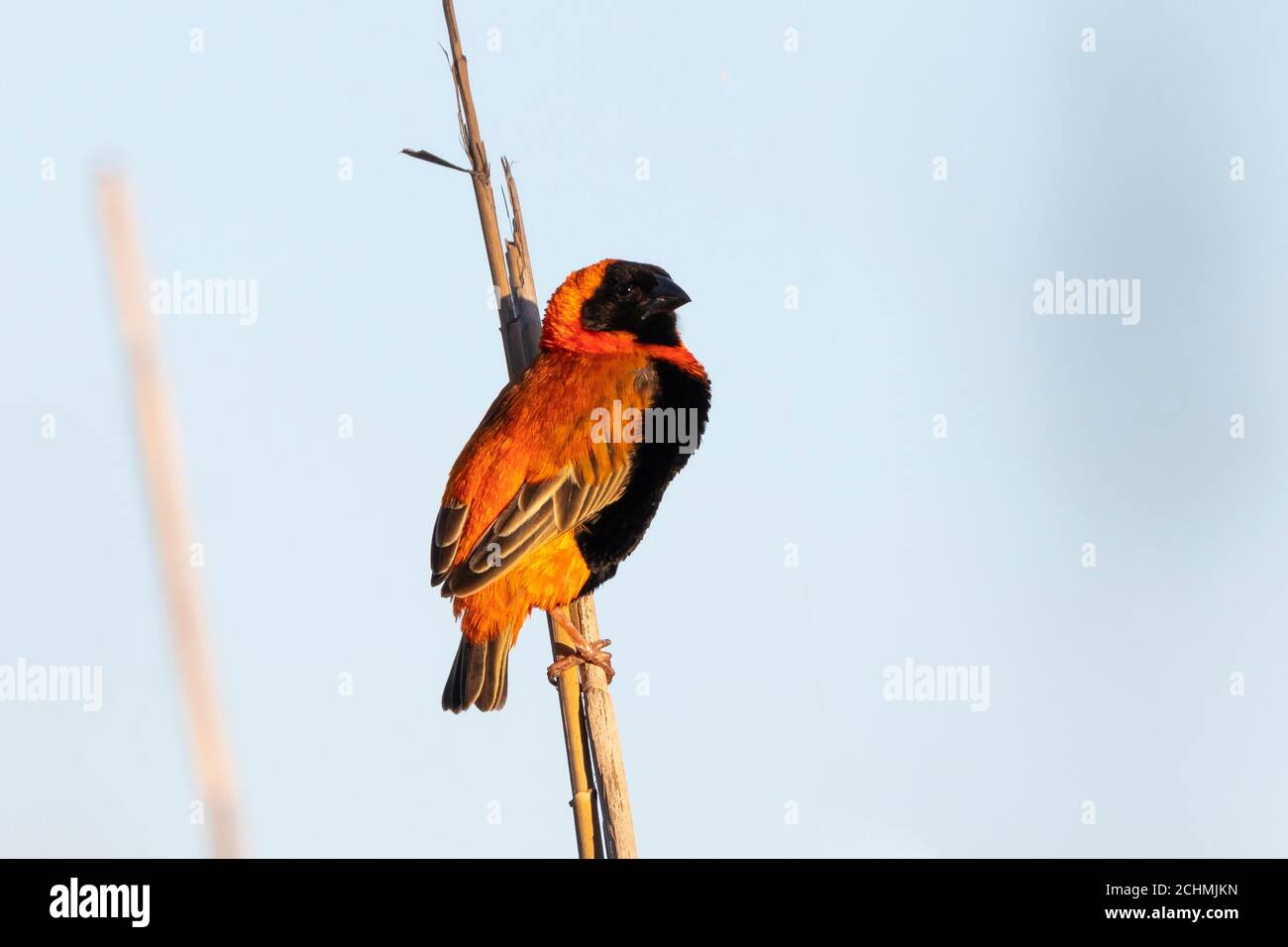 Red bishop bird hi-res stock photography and images - Alamy