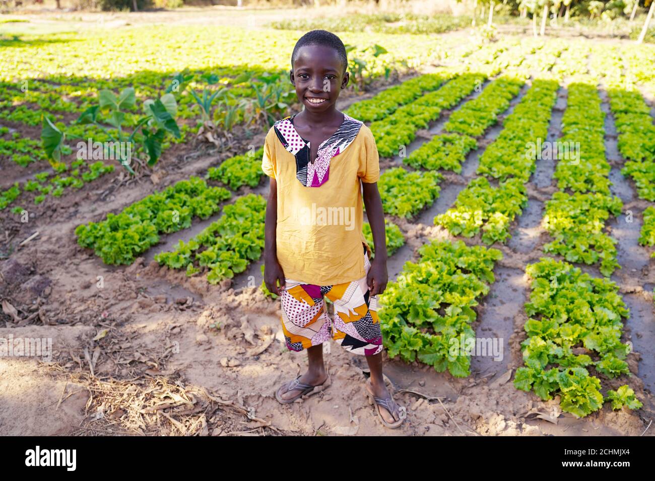 African Agriculture Boy Standing in Front of Salad Field Stock Photo ...