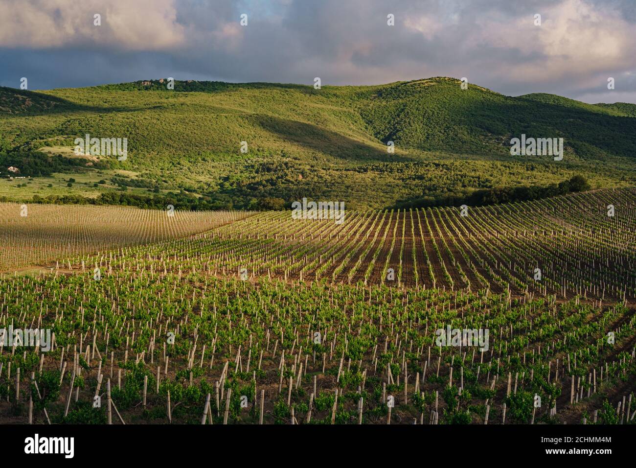 green spring vineyards landscape and vines in cloudy weather. royal ...