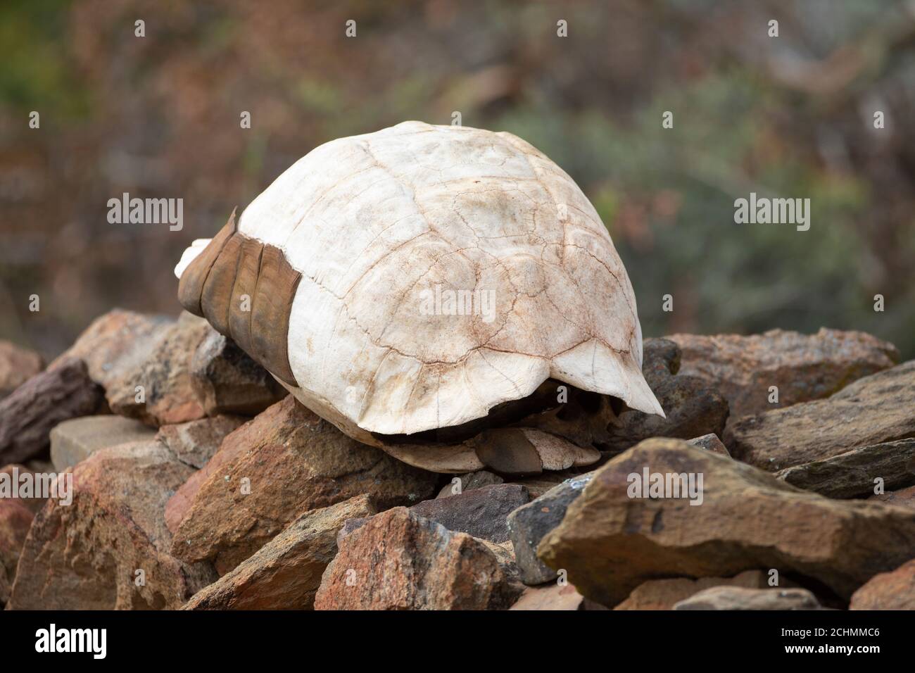 The bleached shell of a toroise showing the bones of the fused spine ...
