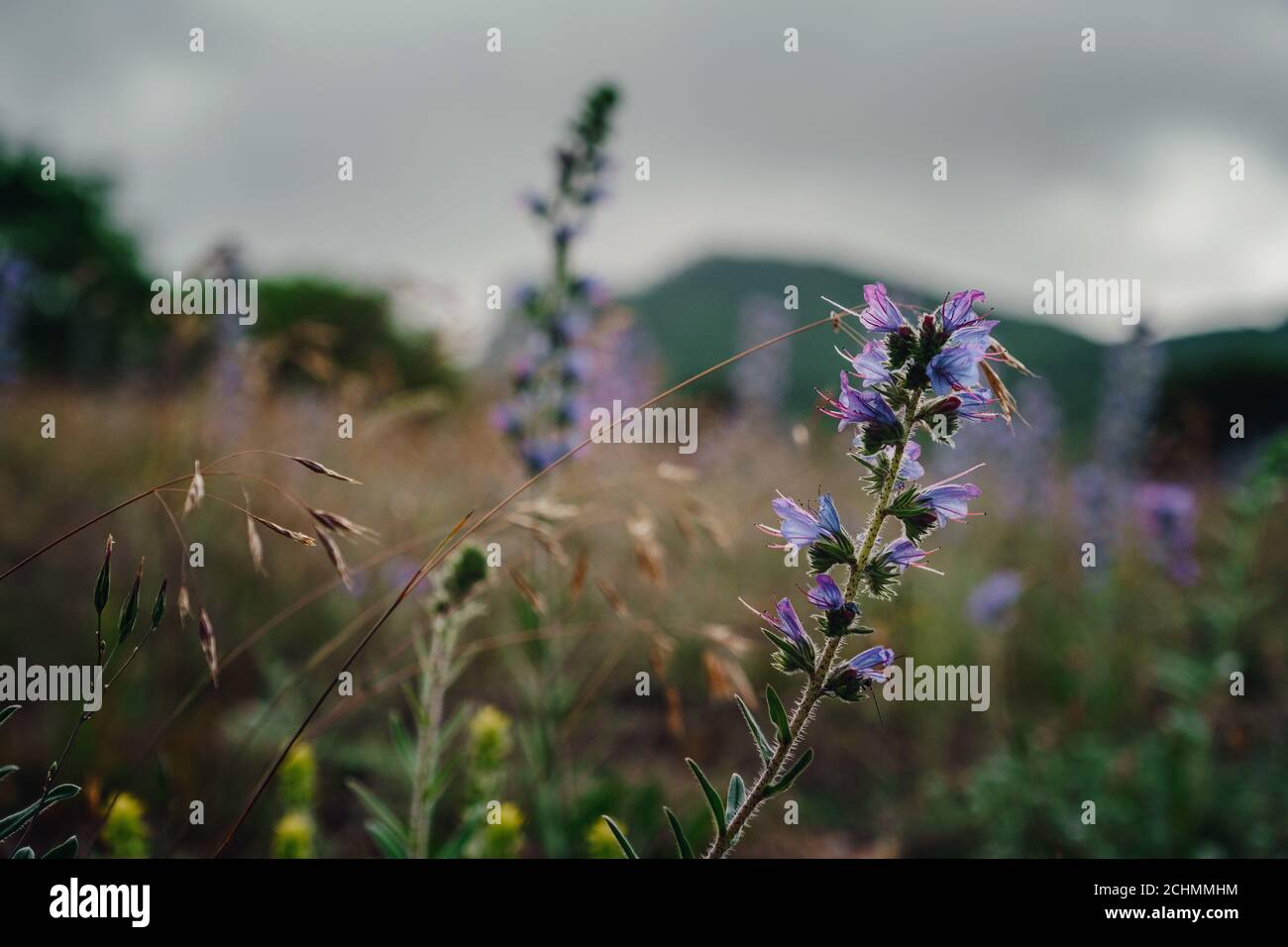 wild purple flowers on the mountain slopes. beautiful dramatic sky with ...