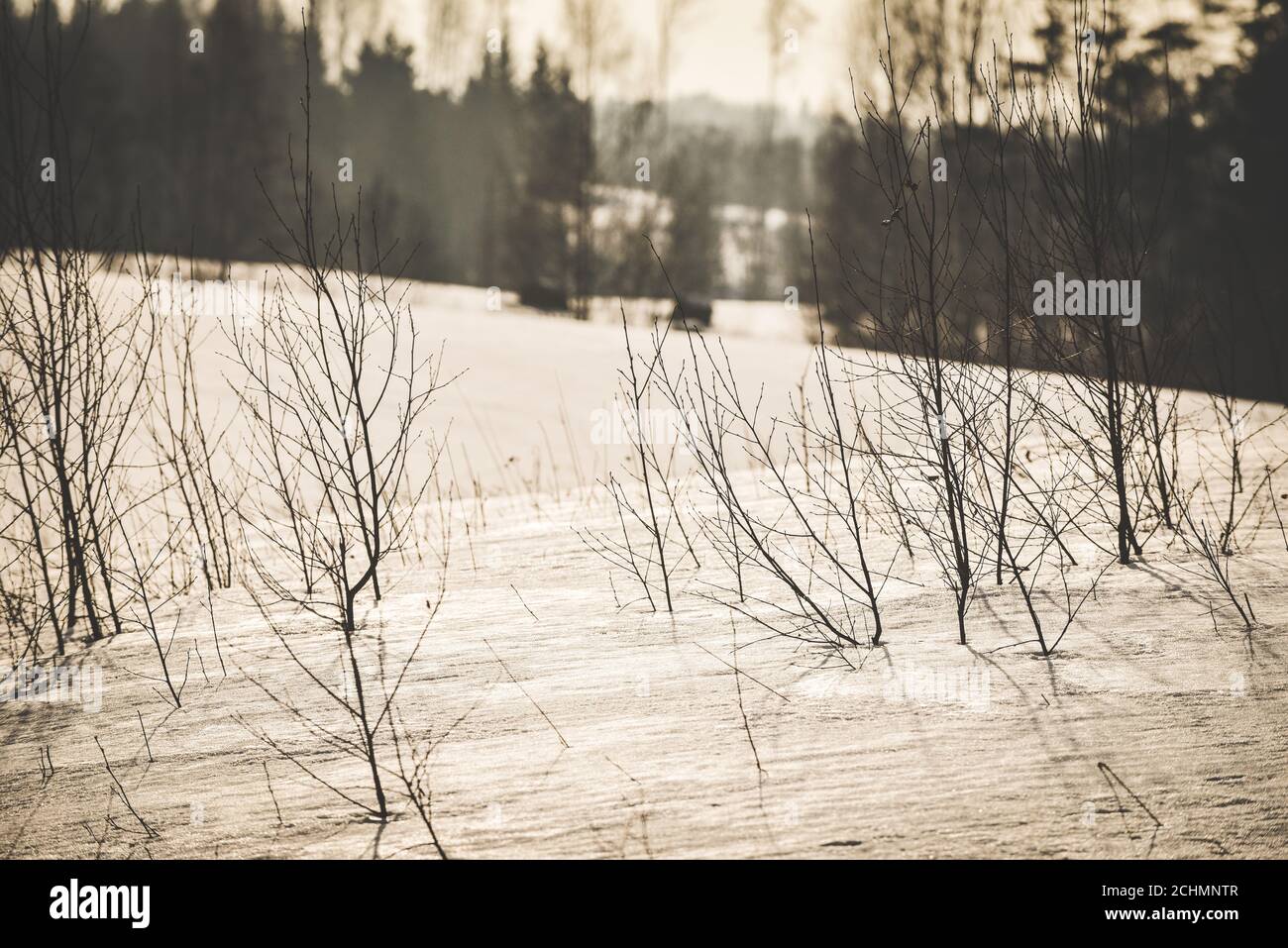 Tree branches sticking out from under frozen field at sunrise Stock ...