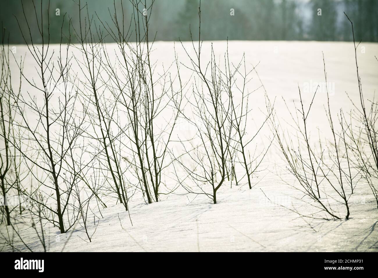 Tree branches sticking out from under frozen field at sunrise. Winter ...