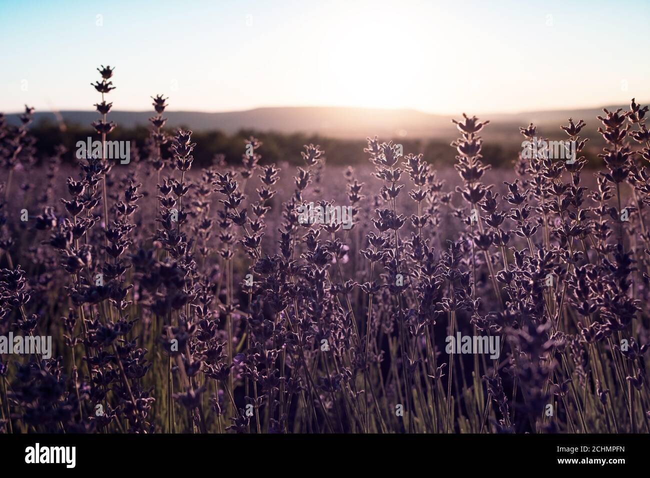 Lavender violet Field in the summer sunset time close up. Sunset gleam ...