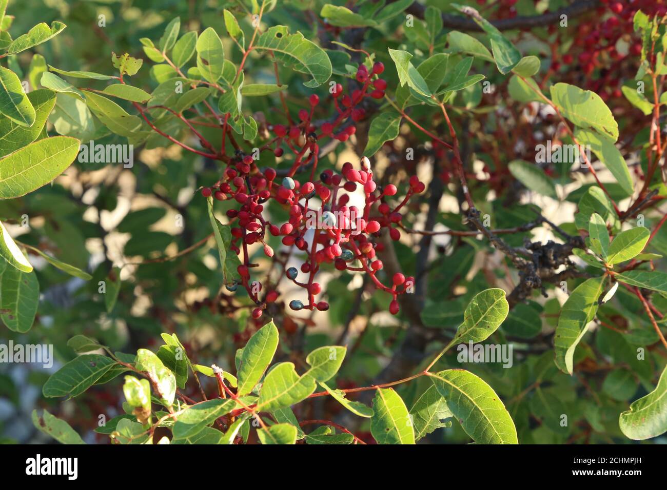 Red berries ripen on branches of shrubs Stock Photo - Alamy