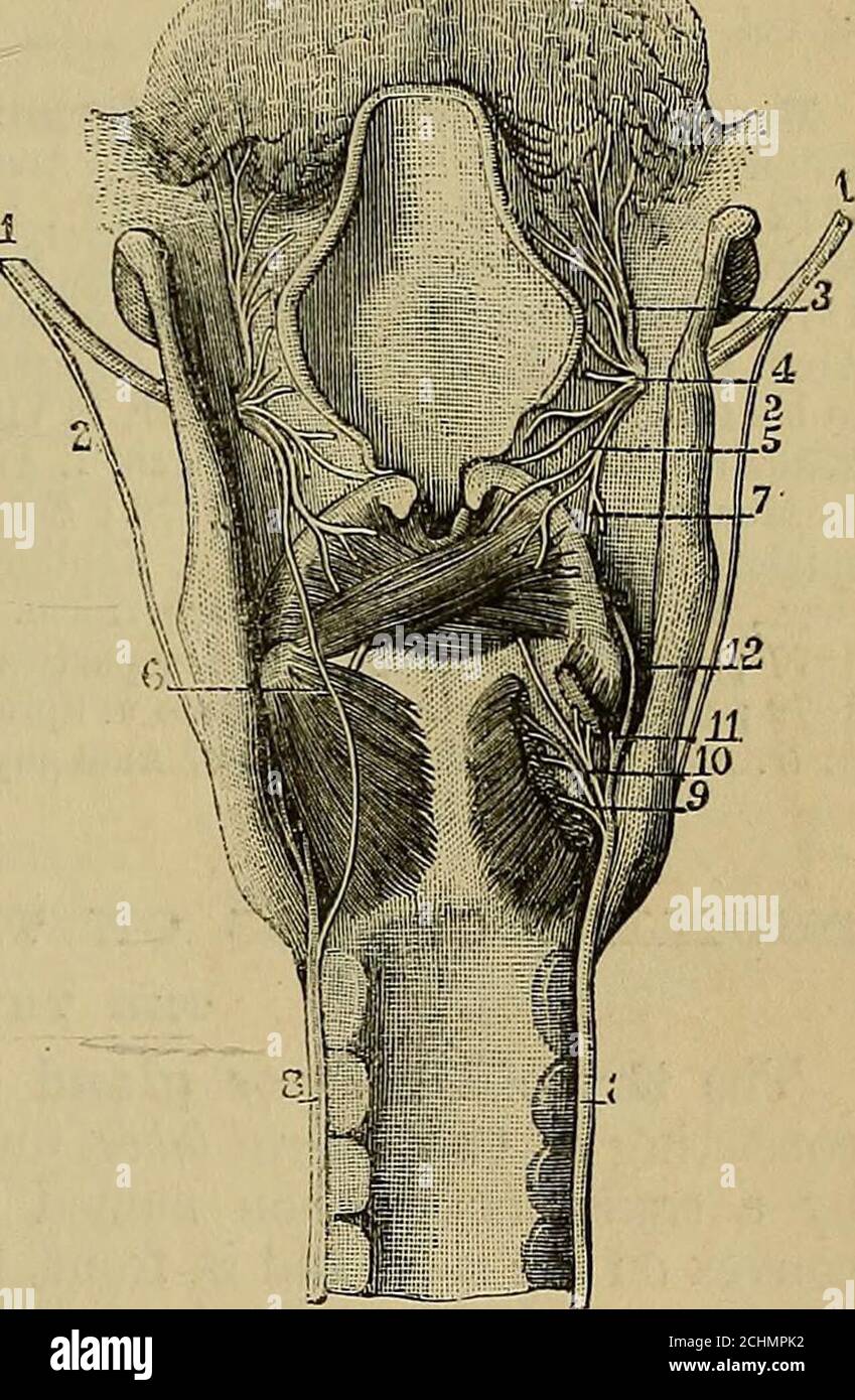 True vocal cords hi-res stock photography and images - Alamy