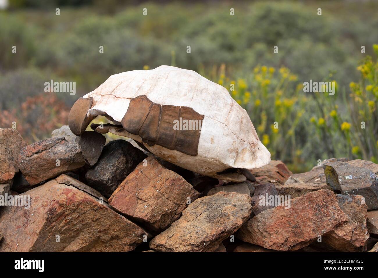 The bleached shell of a toroise showing the bones of the fused spine ...