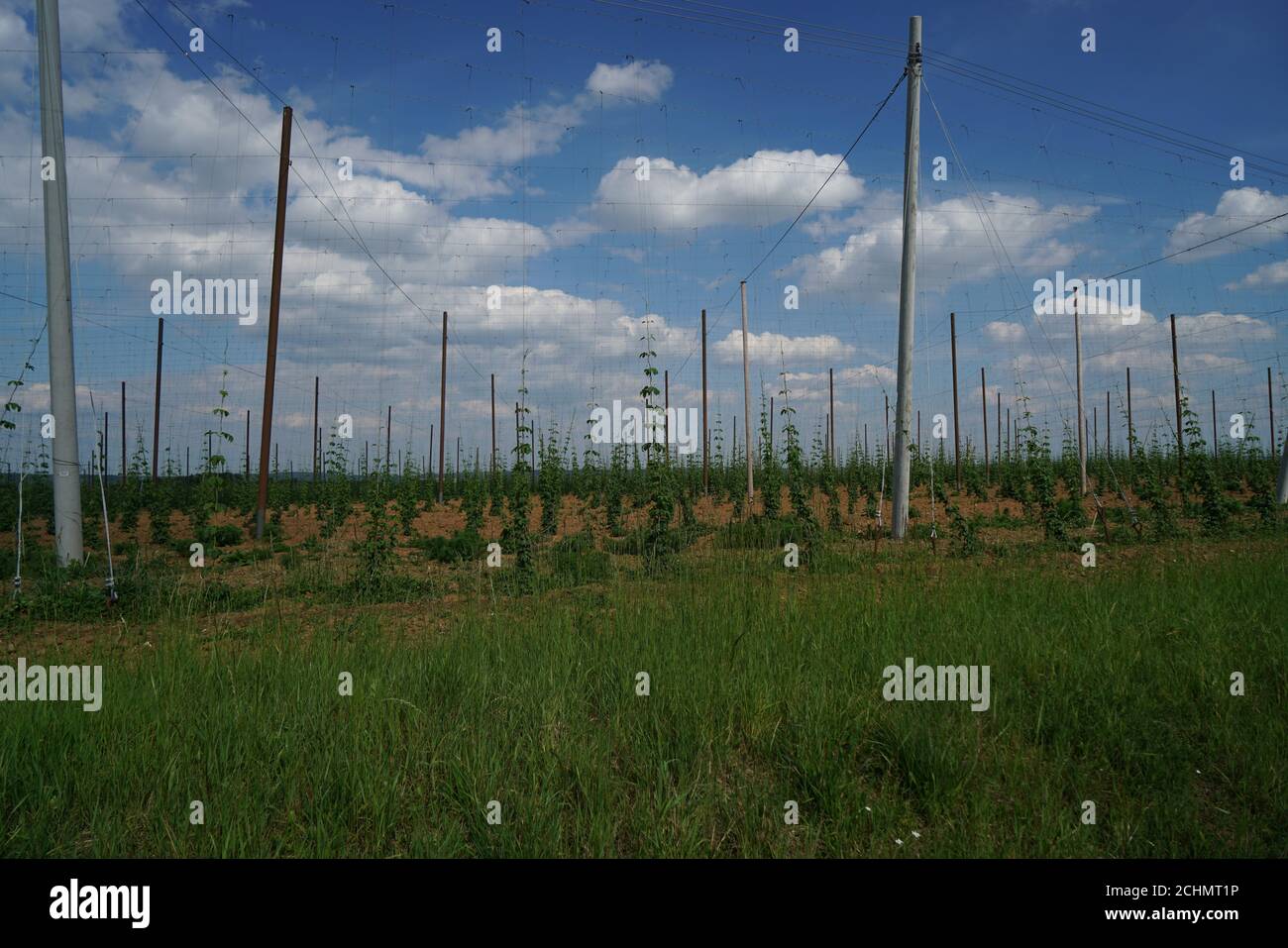 Beautiful shot of a vine farm with posts and wires to support the vines ...