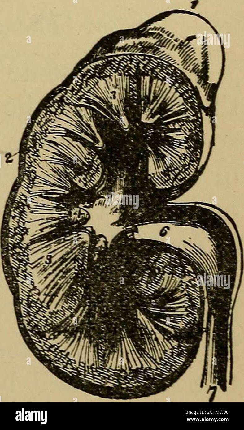 Manhood size hi-res stock photography and images - Alamy