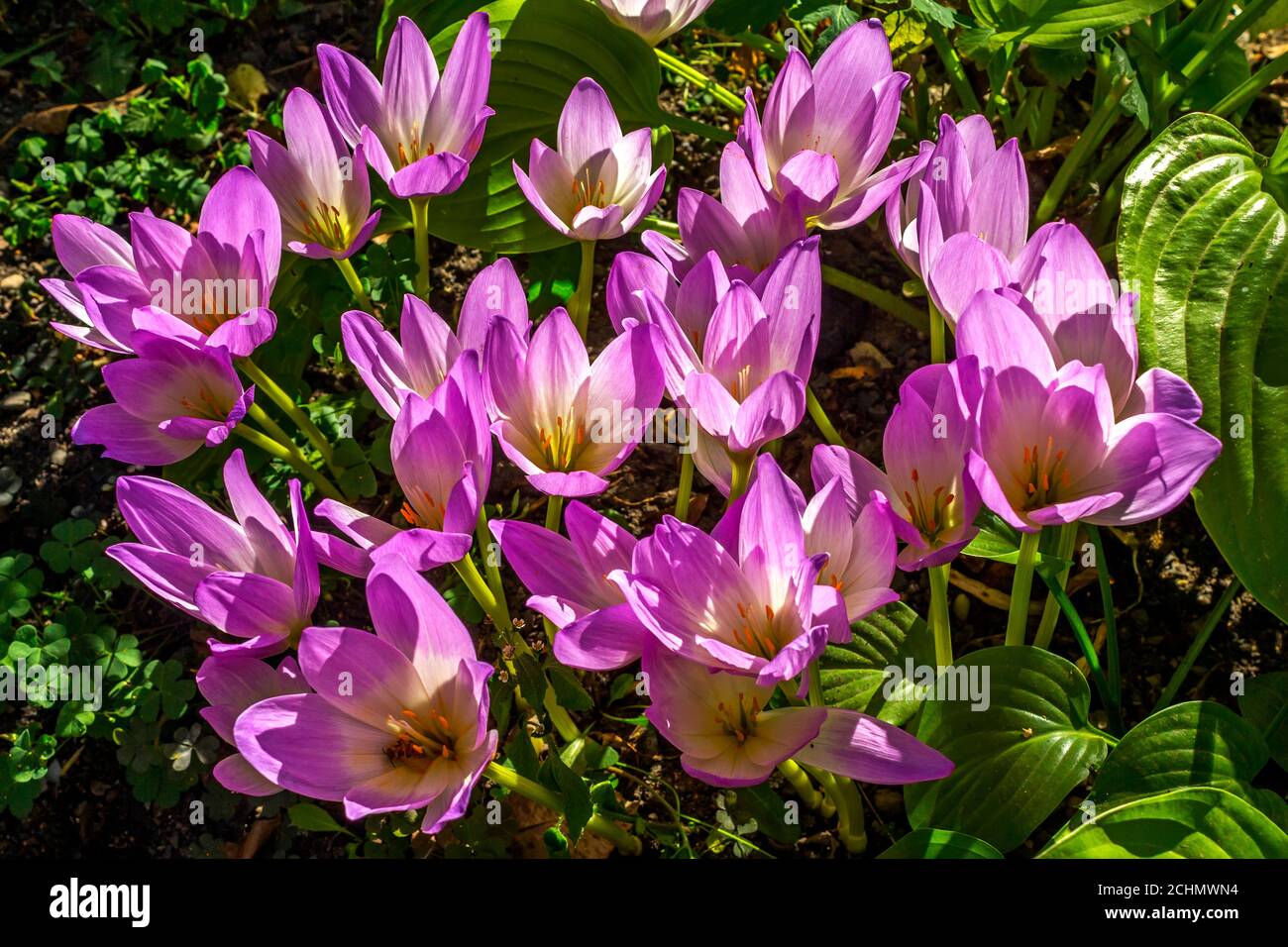 Colchicum Speciosum High Resolution Stock Photography and Images - Alamy