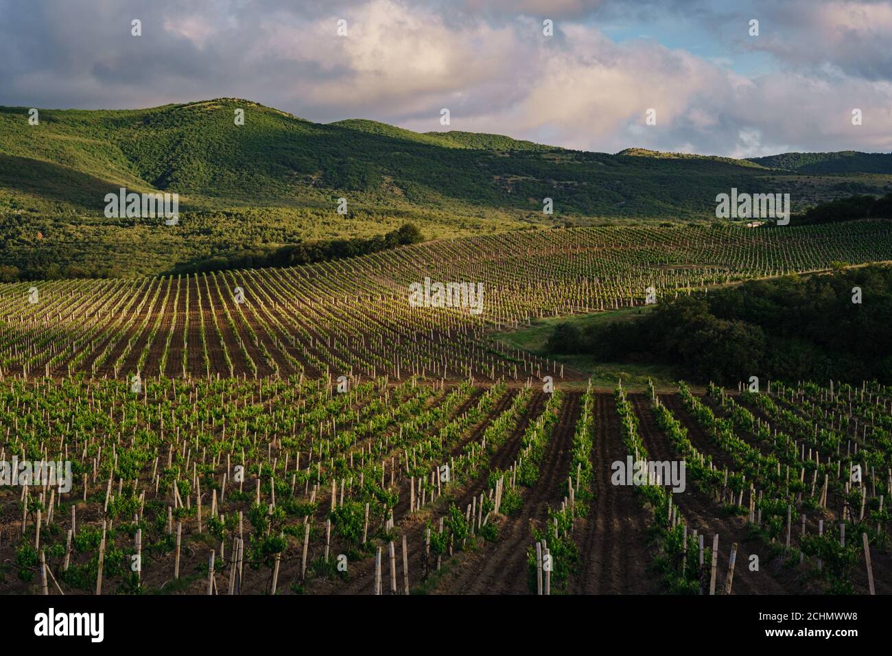 Wine Vineyard Landscape