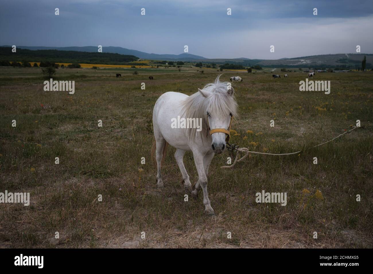 Beautiful white pony on the field in the village. Cloudy weather, calm ...