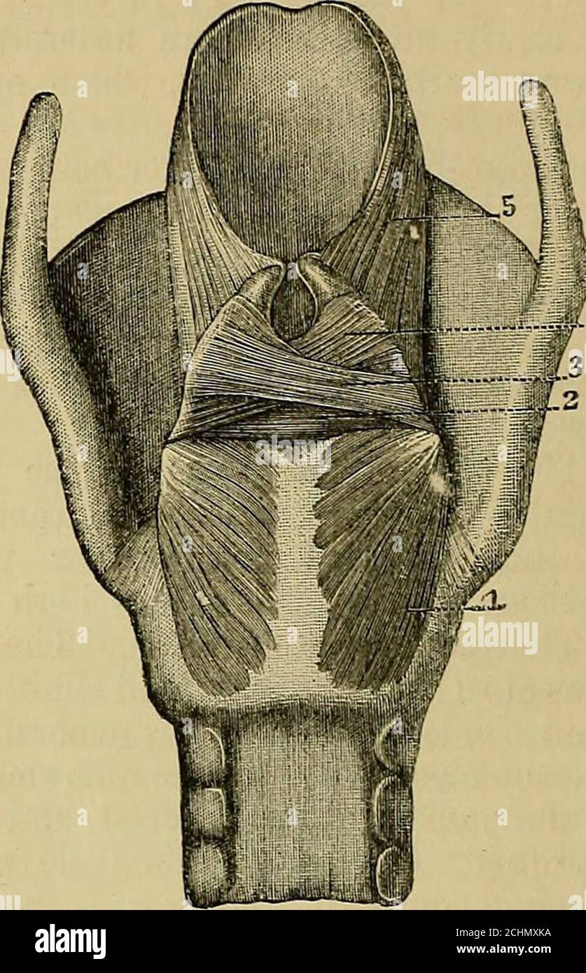 Oblique arytenoid hi-res stock photography and images - Alamy