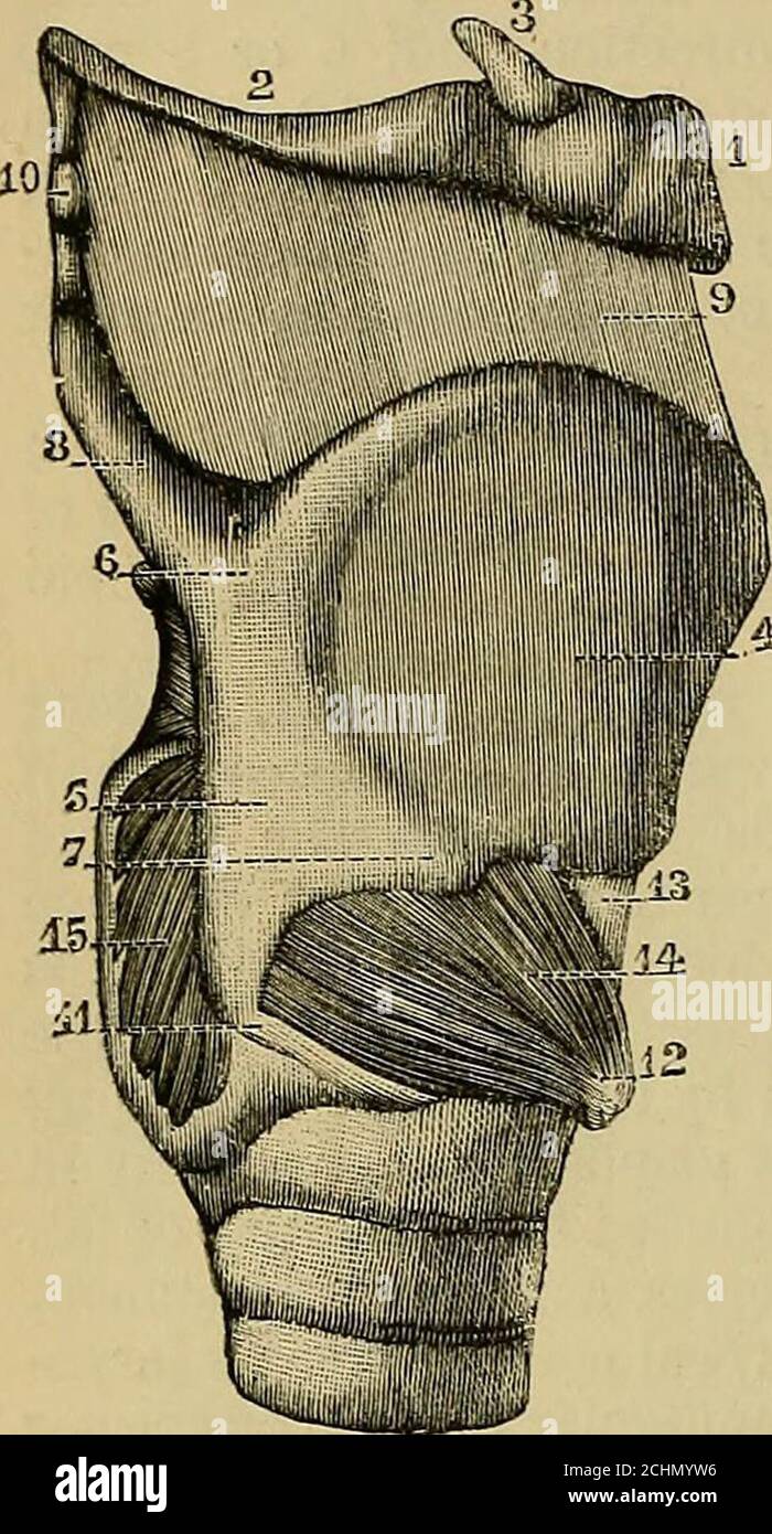 Intrinsic muscles of back hi-res stock photography and images - Alamy