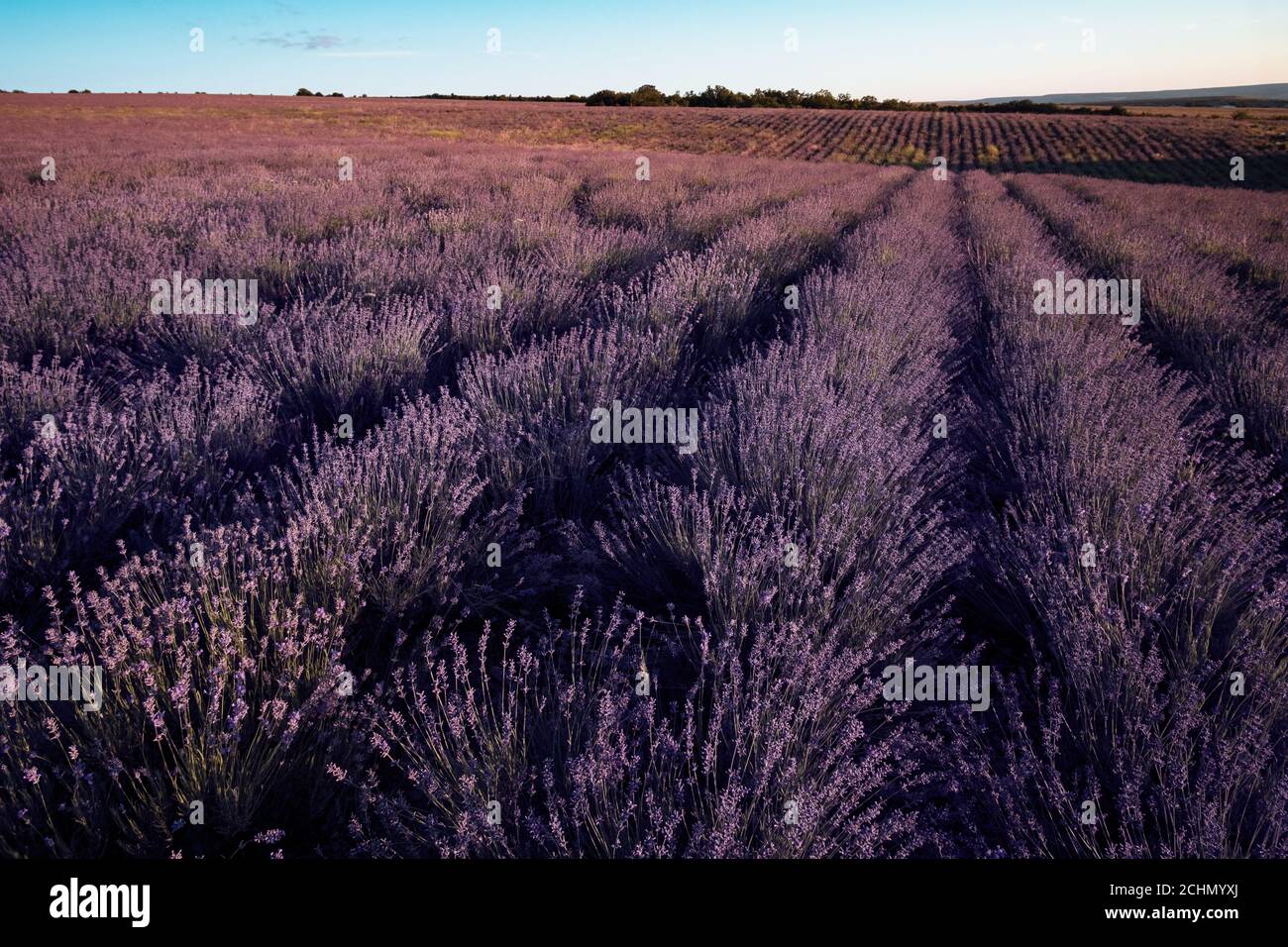 Lavender violet Field in the summer sunset time Stock Photo - Alamy