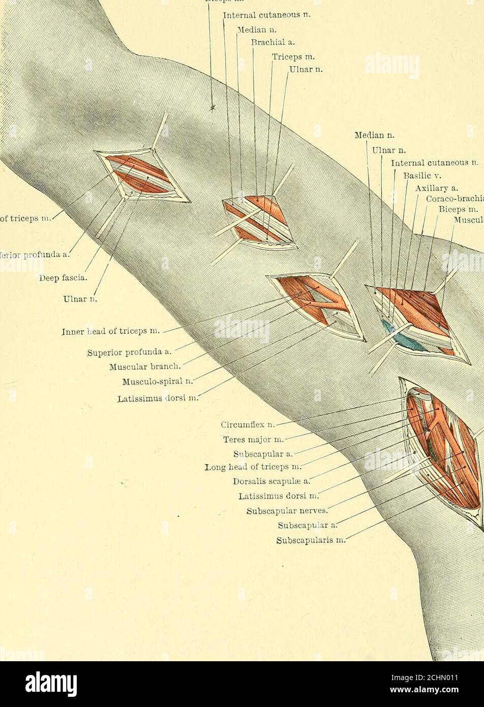 Anterior Axillary Fold