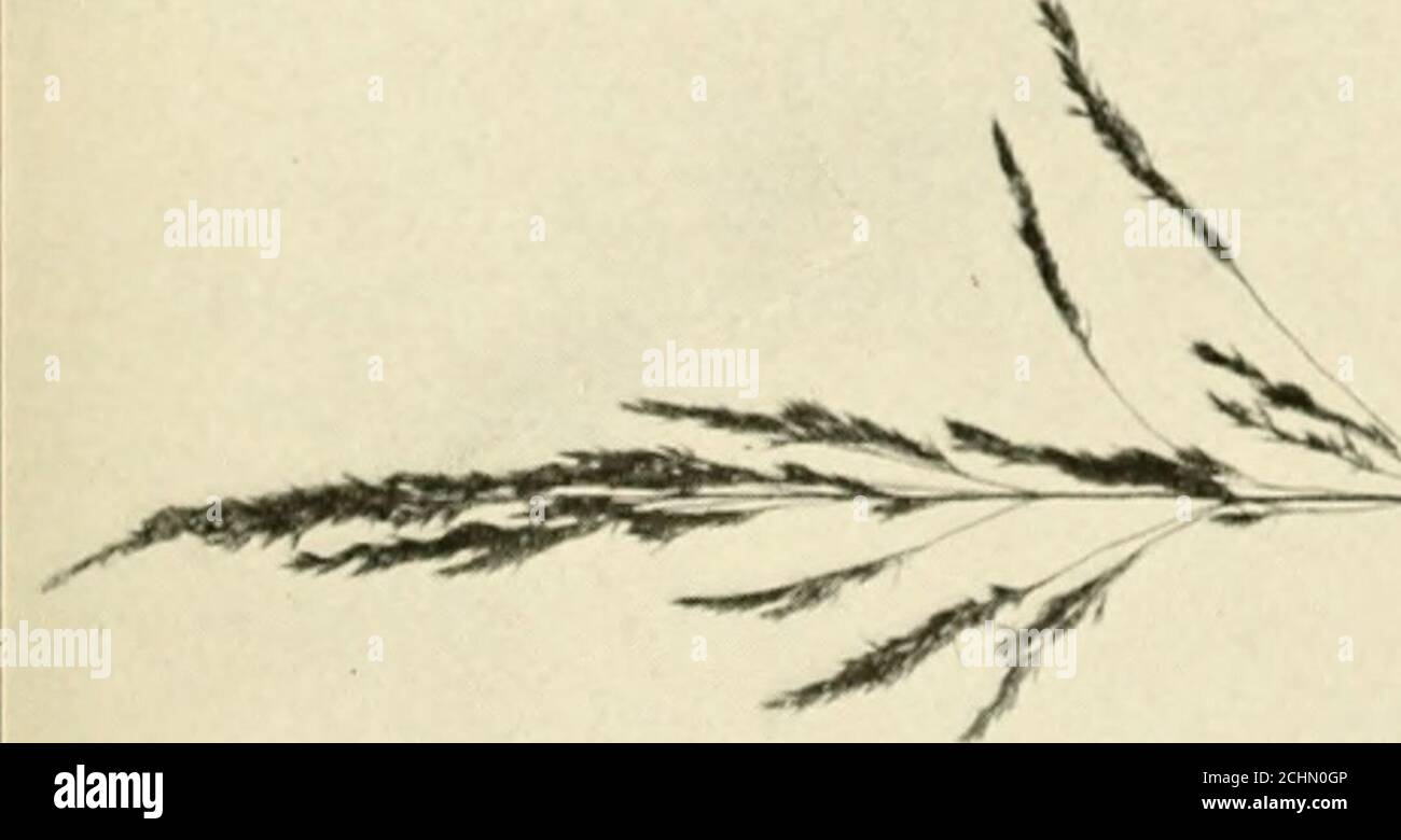 . The book of grasses : an illustrated guide to the common grasses, and ...