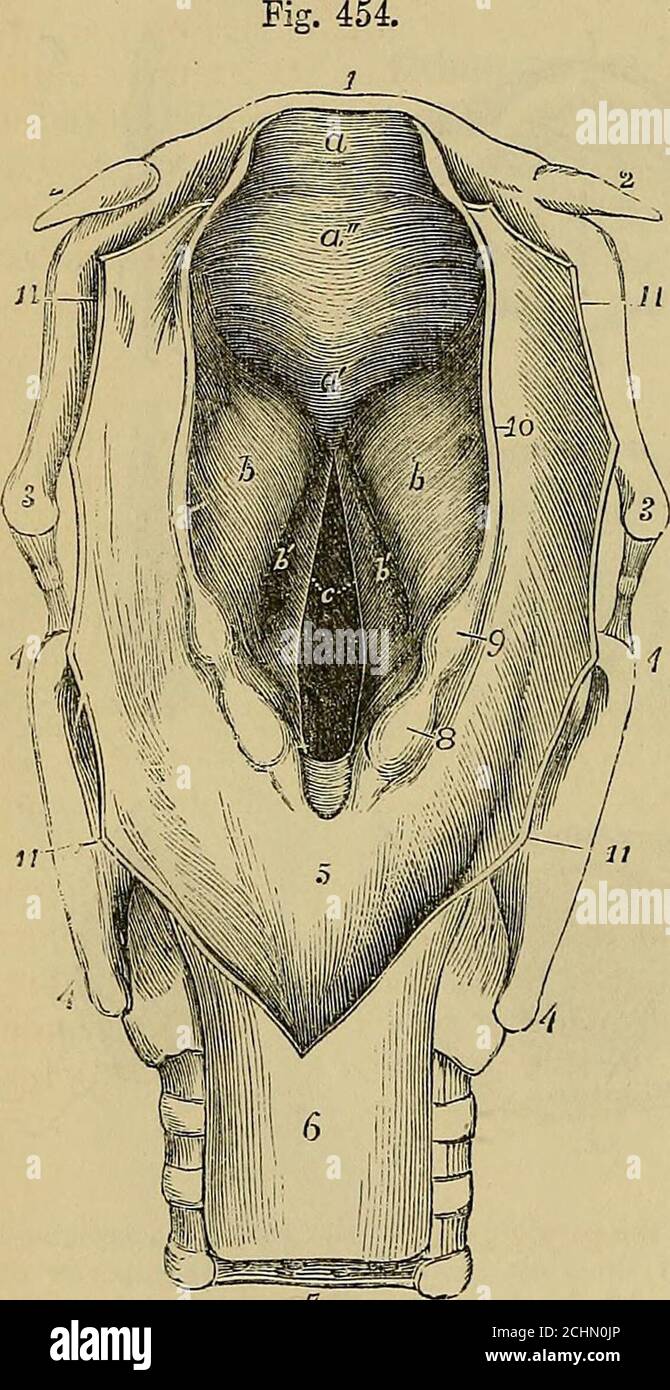 True vocal cords hi-res stock photography and images - Alamy