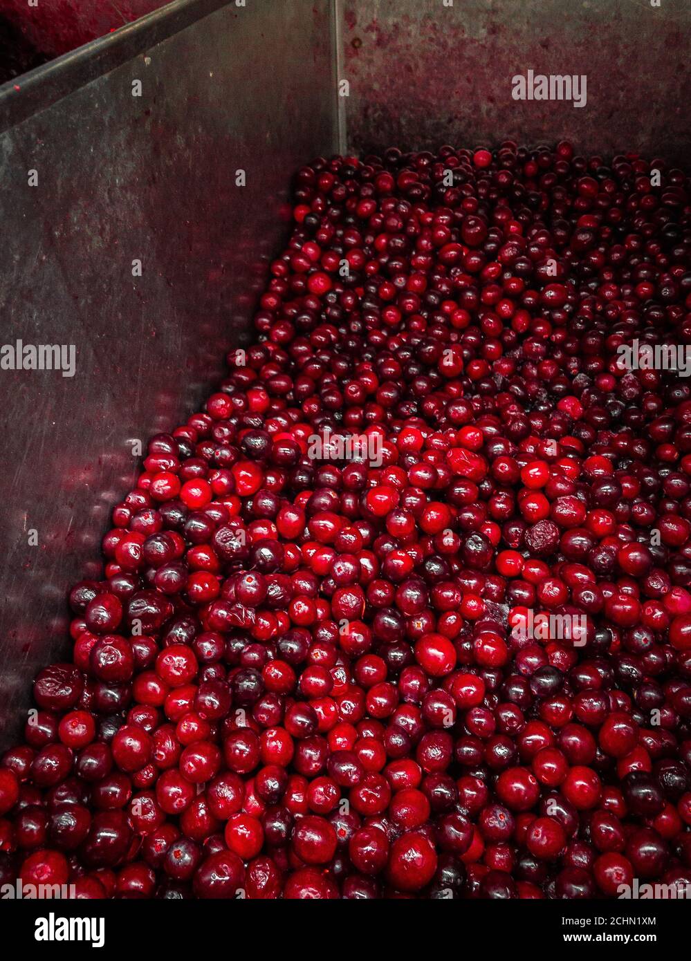 red currants in manufacturing container Stock Photo - Alamy
