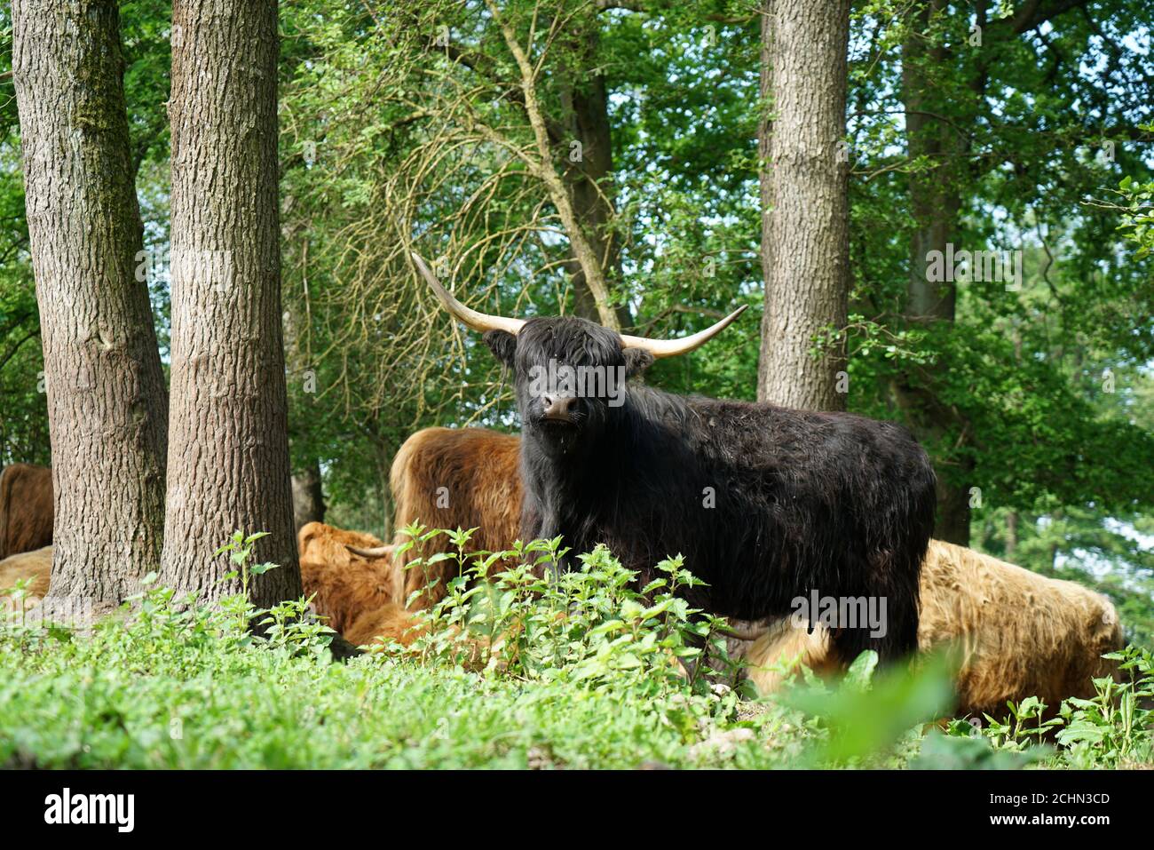 Yak angle hi-res stock photography and images - Alamy