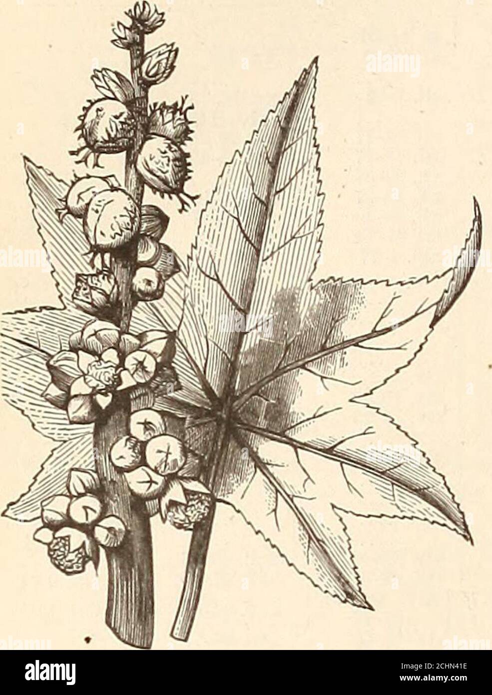 . A comprehensive dictionary of the Bible . ts leaves are large, and ...