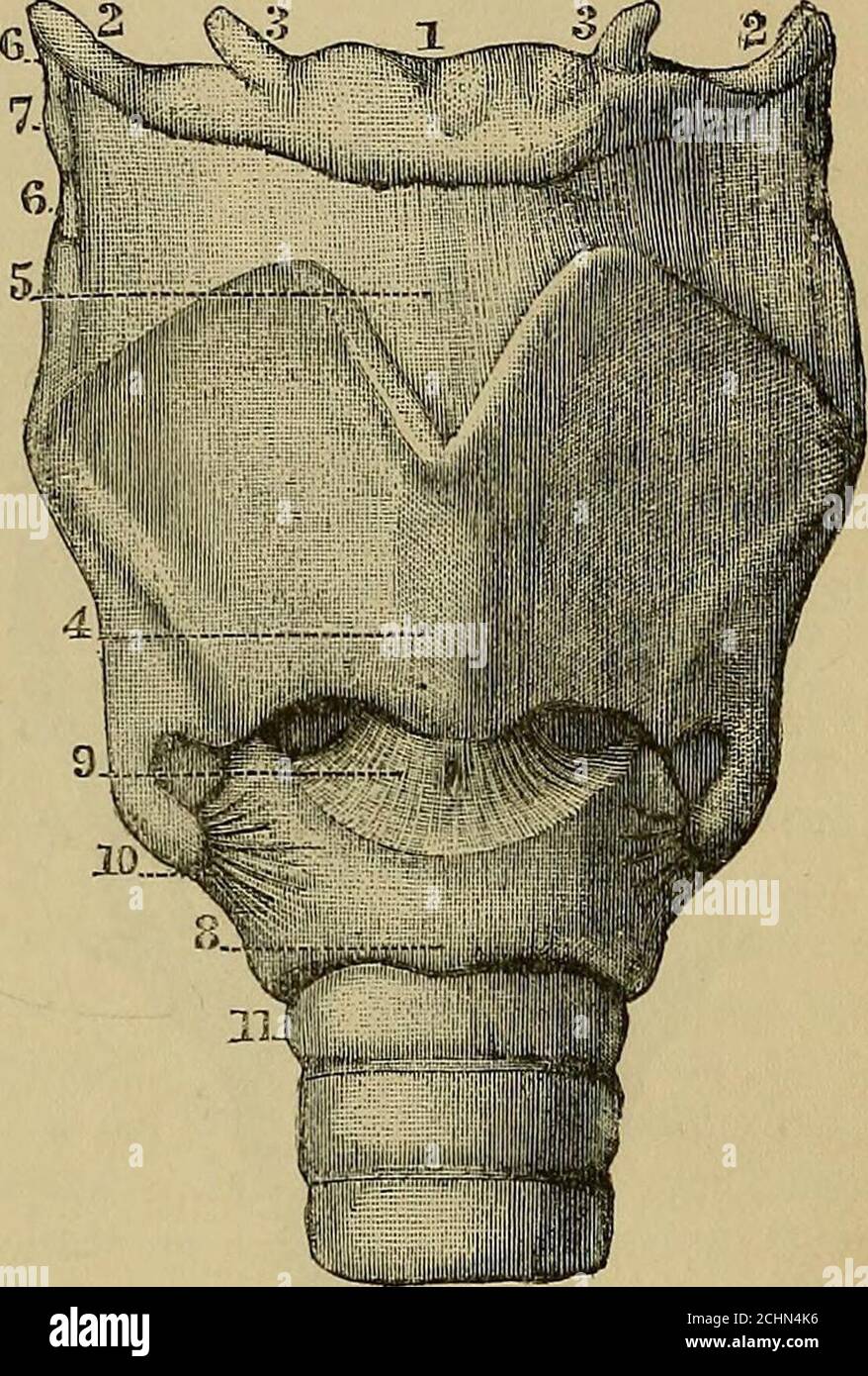 Smooth muscle constrictor hi-res stock photography and images - Alamy
