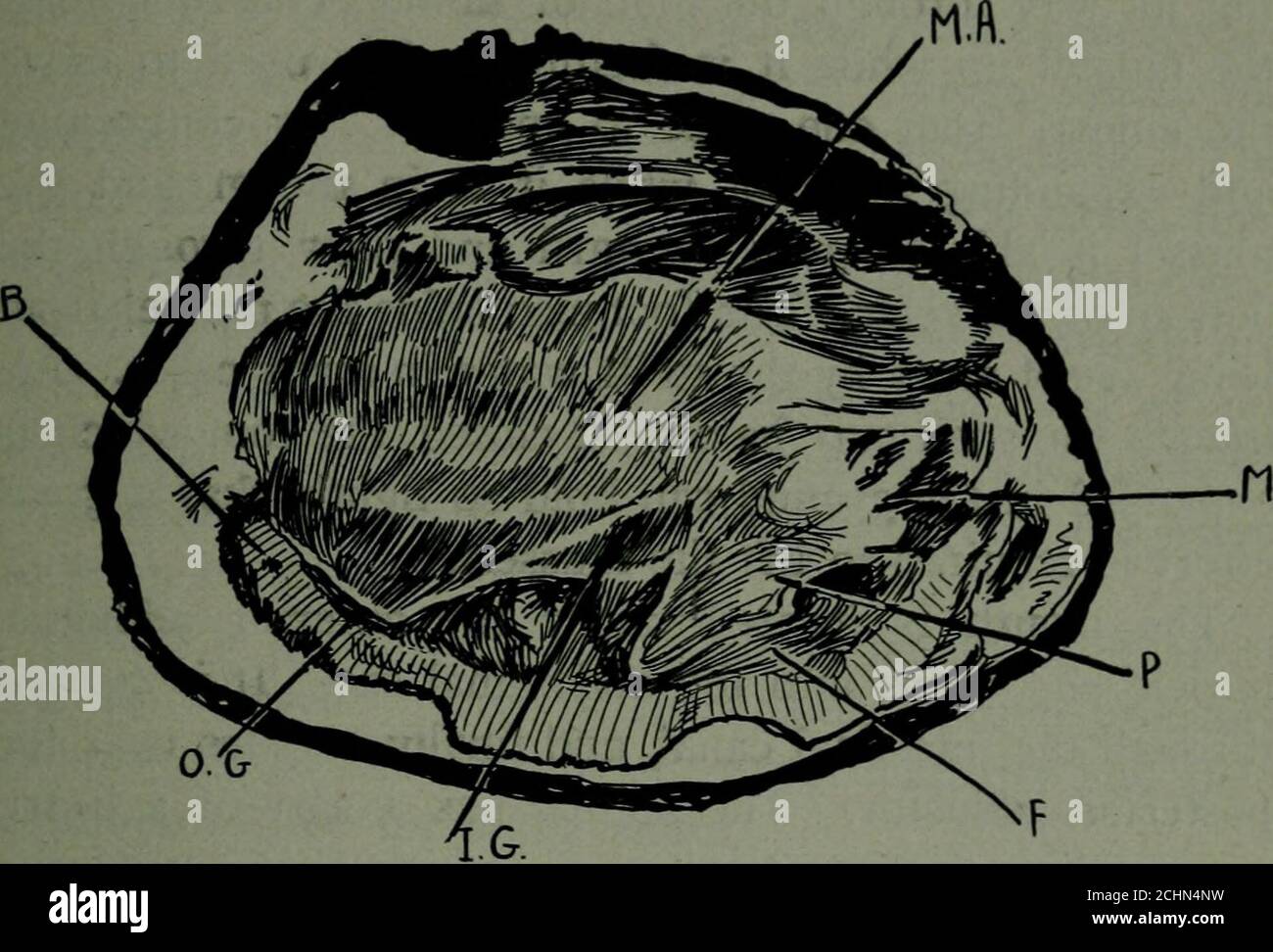Nacre layer hi-res stock photography and images - Alamy