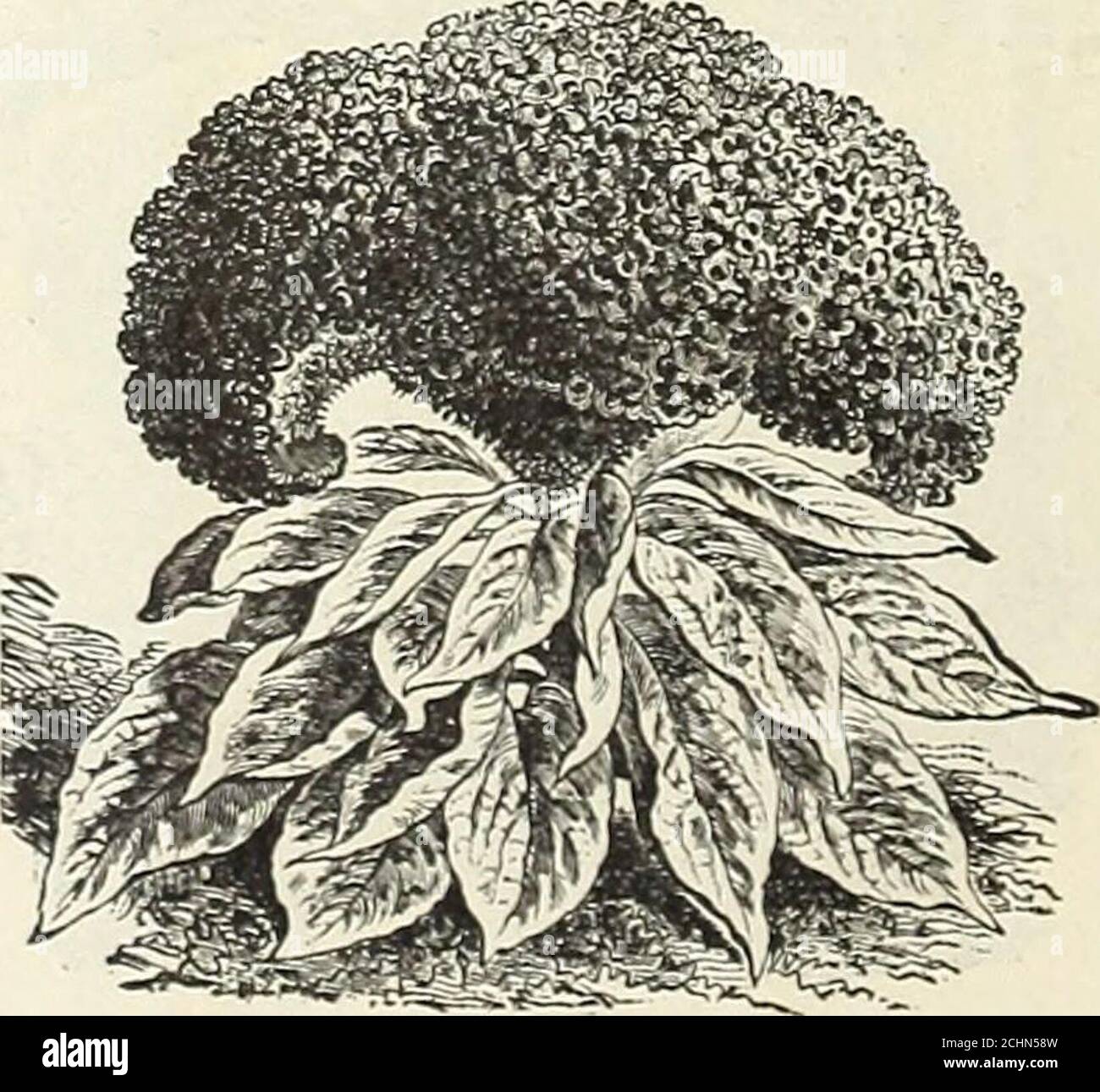. Everything for the garden : 1906 . CANARY-BIRD VINE.. CELOSIA, OR ...