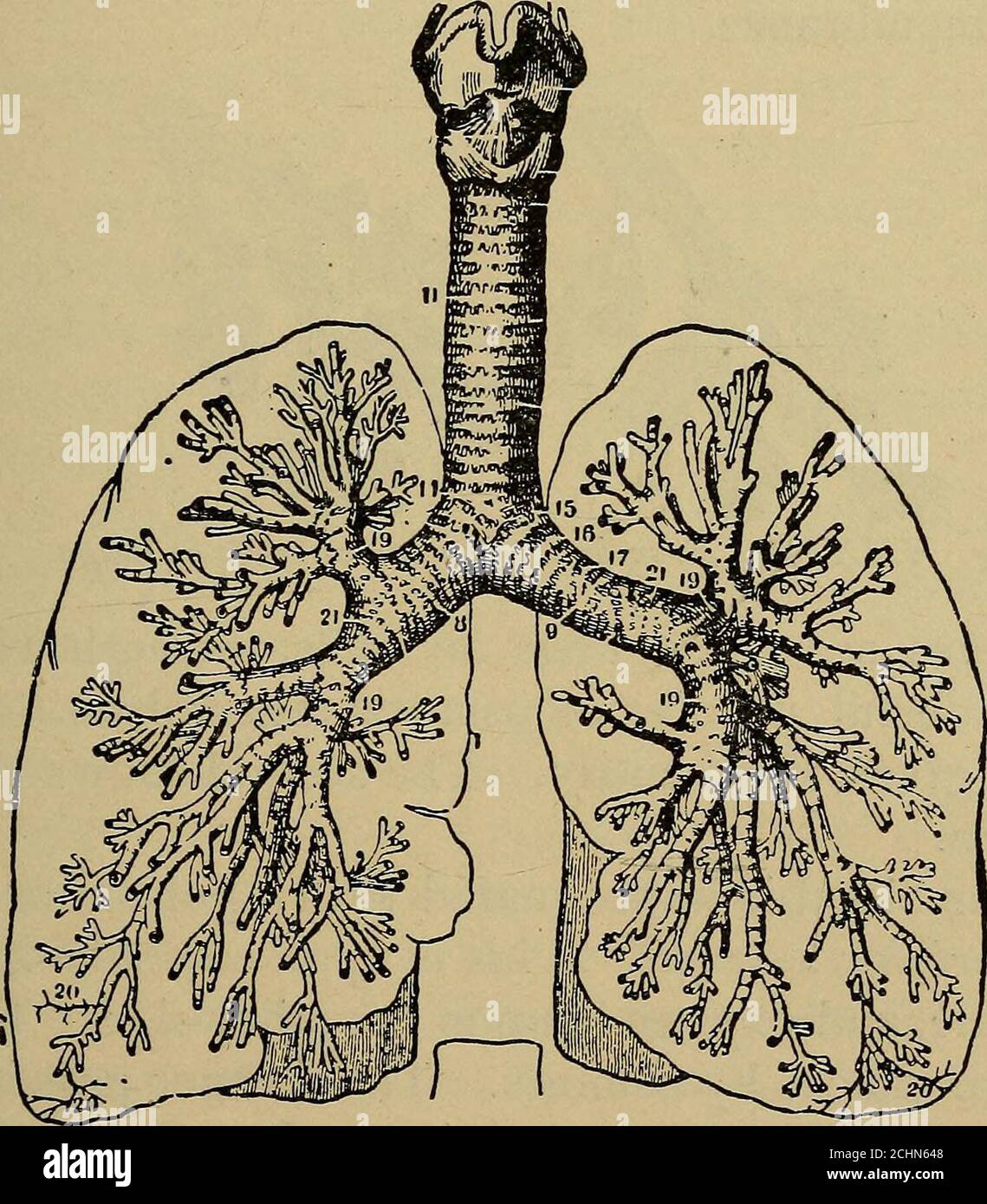 Left lung side view hi-res stock photography and images - Alamy