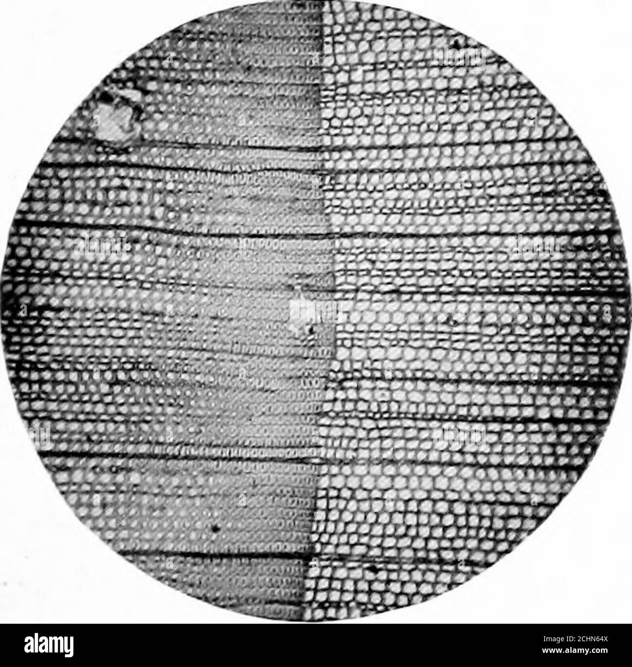 . Wood and forest . Radial Section,life size Stock Photo - Alamy