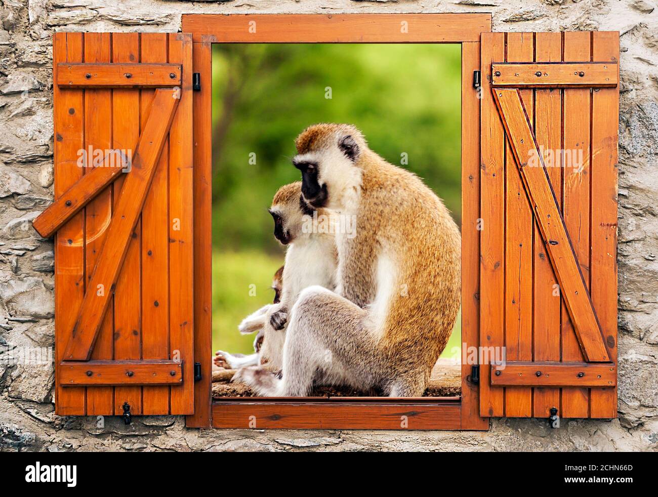 Monkey House Window High Resolution Stock Photography and Images - Alamy