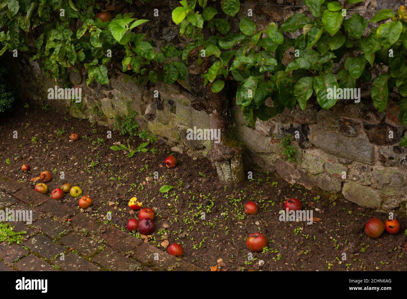 A view of an Espalier Apple Tree and fallen fruit in the walled kitchen ...