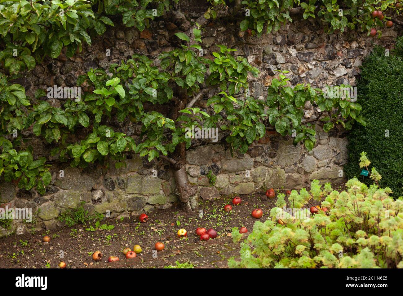 Espalier apple orchard apples hi-res stock photography and images - Alamy