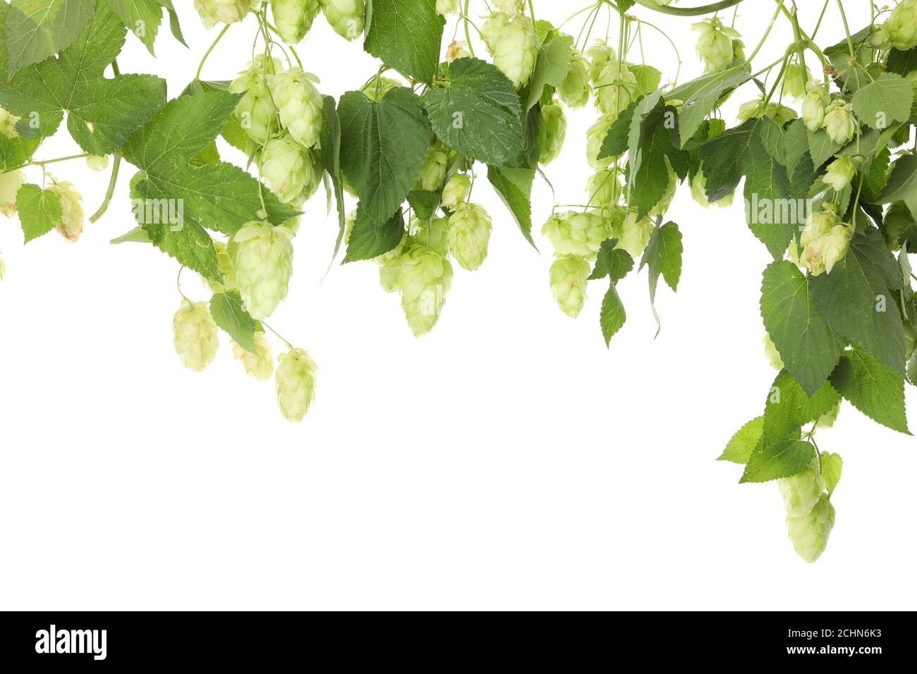 Fresh green hop isolated on white background Stock Photo - Alamy