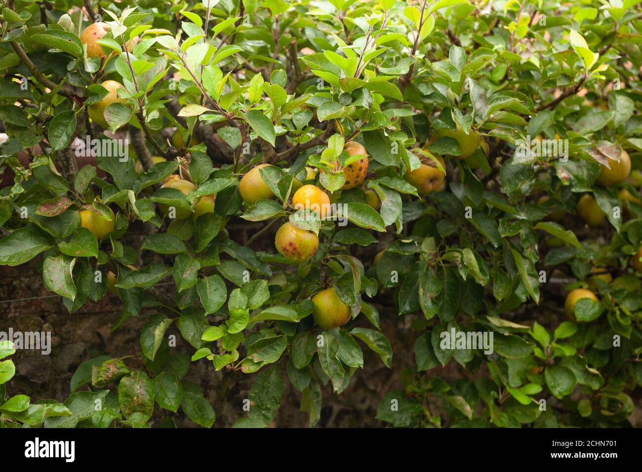 Fruit farming - view of an apple tree and ripe old apples Stock Photo ...