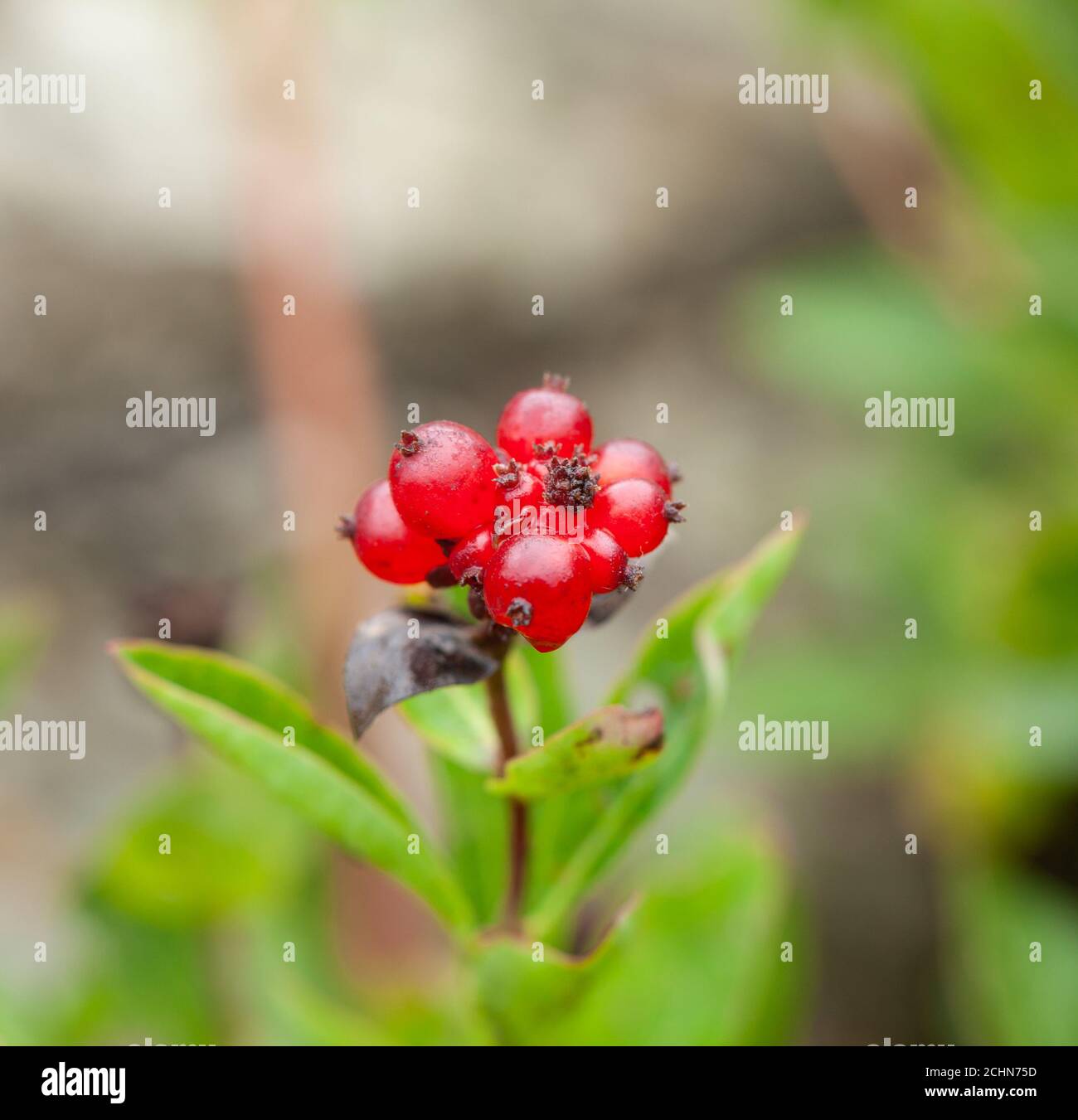 Red Berried High Resolution Stock Photography and Images - Alamy