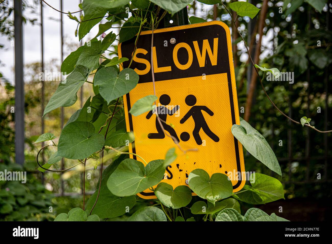 A sign posted in the overgrown weeds along a street in the Vinegar Hill ...