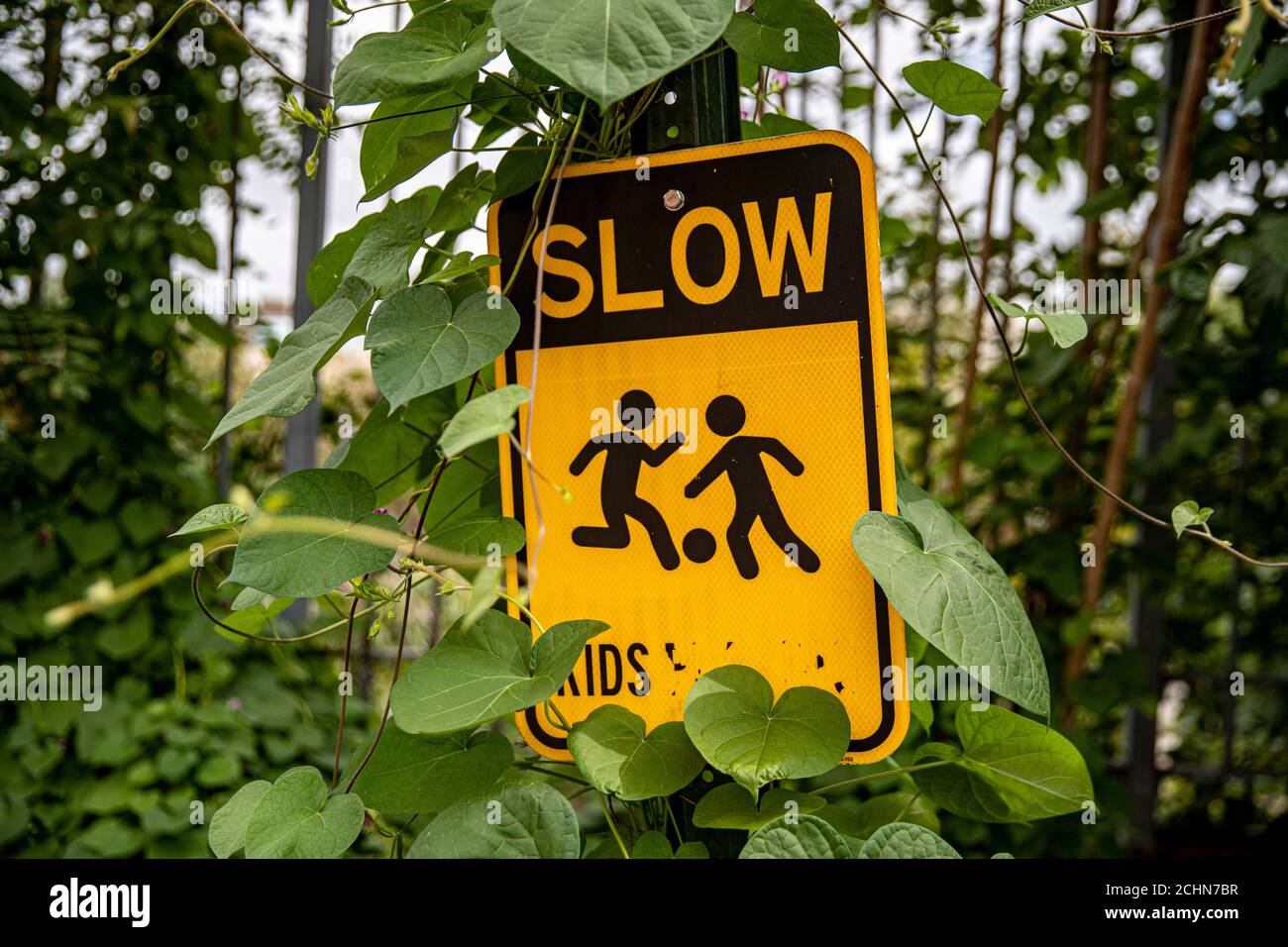 A sign posted in the overgrown weeds along a street in the Vinegar Hill ...
