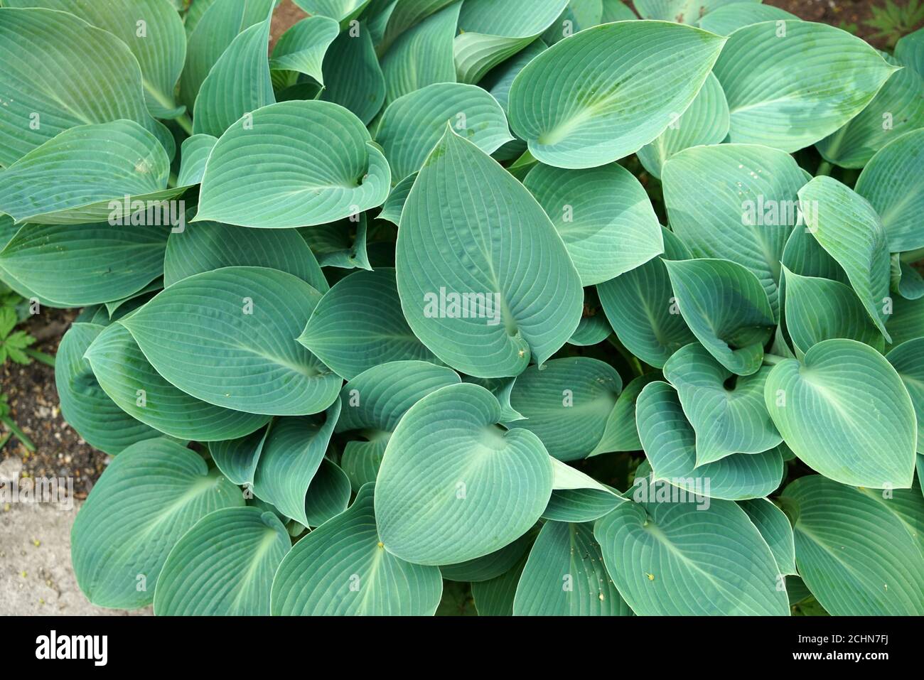 Top view hosta plant hi-res stock photography and images - Alamy
