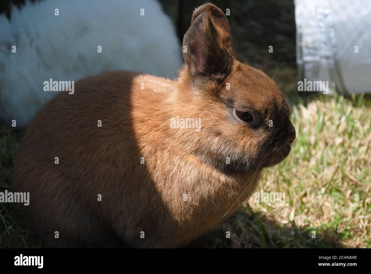 Thuringer rabbit hi-res stock photography and images - Alamy