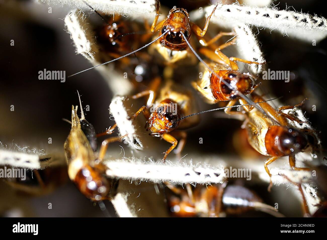 South Pacific Insects High Resolution Stock Photography and Images - Alamy