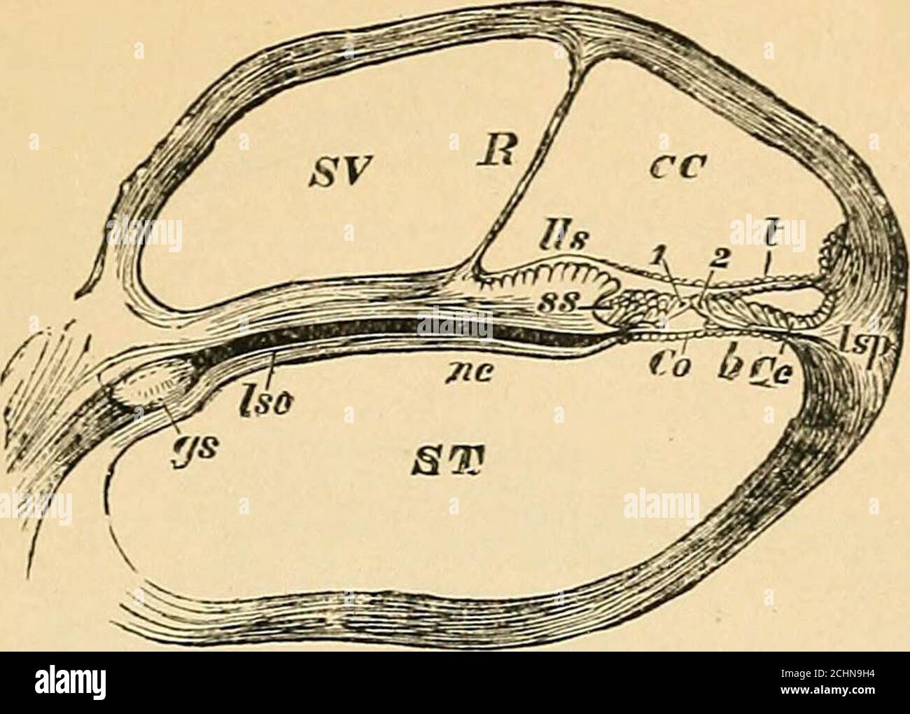 External auditory canals hi-res stock photography and images - Alamy