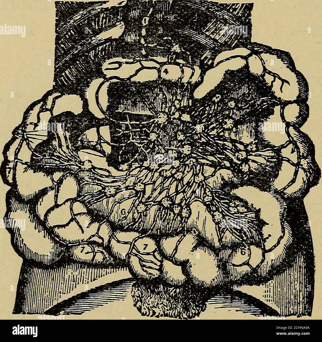 Manhood size hi-res stock photography and images - Alamy