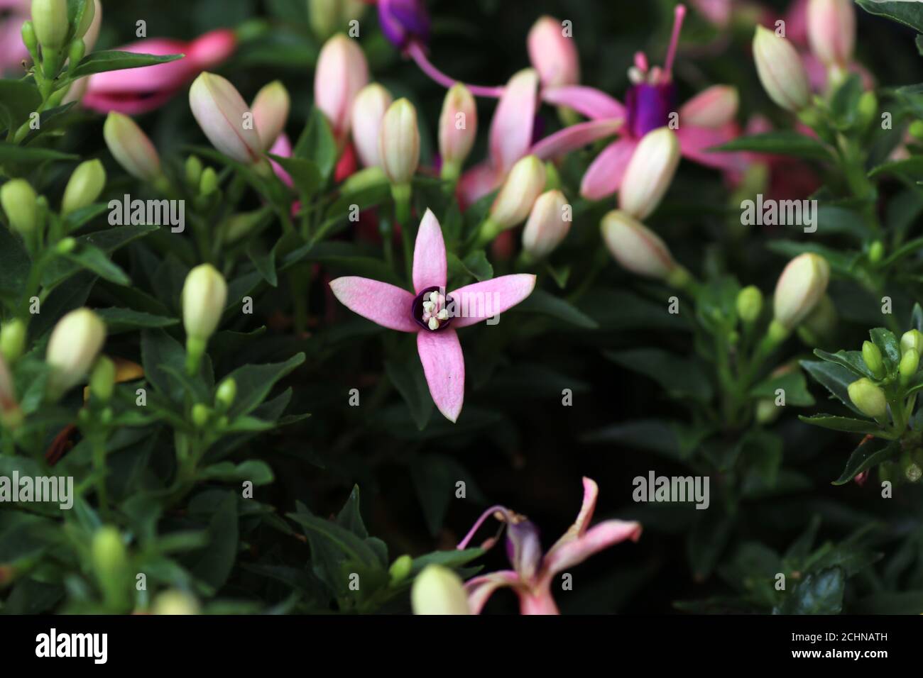 Closeup shot of beautiful blue star flowers Stock Photo - Alamy
