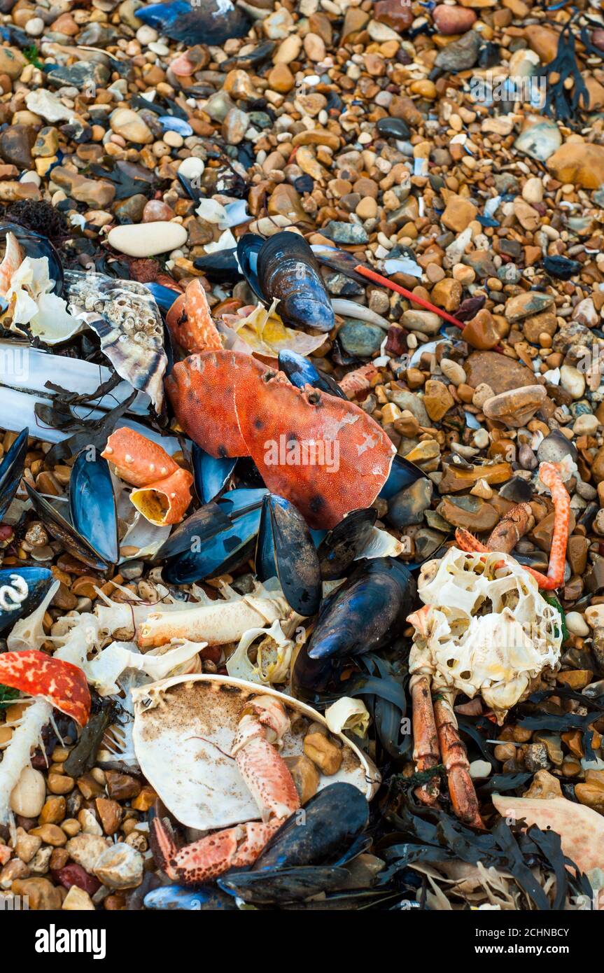 Empty crab shell uk hi-res stock photography and images - Alamy
